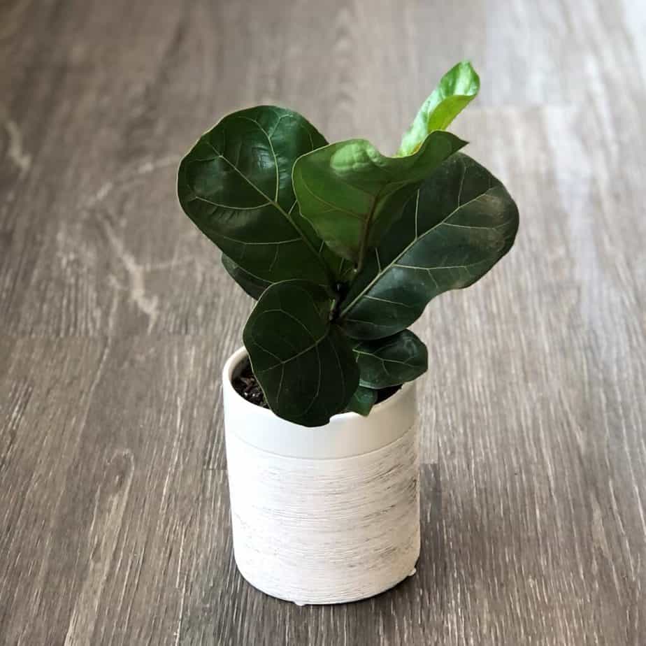 Small Fiddle Leaf Fig | Plumeria Botanical Boutique