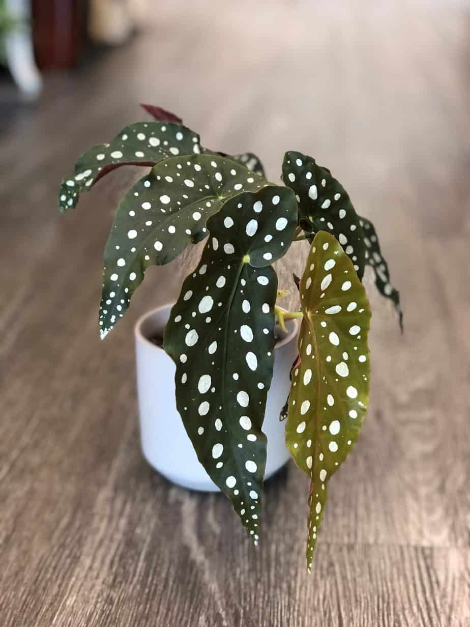 Spotted Begonia | Plumeria Botanical Boutique